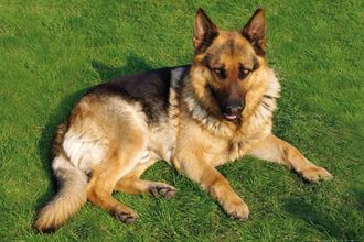 1art1 Hunde XXL Poster Deutscher Schäferhund Auf Der Wiese Plakat | Bild 120x80 cm