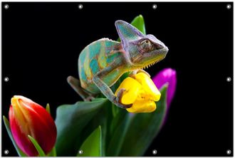 Wallario Outdoor-Poster f&uuml;r Garten oder Balkon Cham&auml;leon im Bl&uuml;tenmeer, Motivbanner Gr&ouml;&szlig;e: ca. 100 x 150 cm, Outdoor-Bild