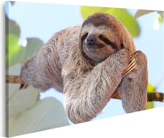 Islandburner Bild auf Leinwand Gl&uuml;ckliches Faultier L&auml;chelnd Zuh&ouml;rend Baum Bilder Wandbilder Poster