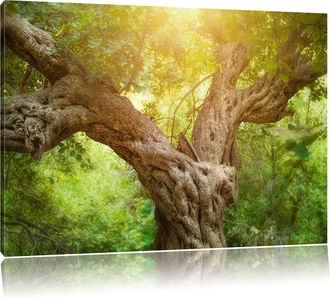 Pixxprint M&auml;chtiger Baum im Wald, Gr&ouml;&szlig;e: 80x60cm, Leinwandbild, fertig gespannt, Wandbild, Dekoration, Kunstdruck, kein Poster