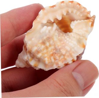 Cabilock 2 Stück Natürliche Meeresschnecken Deko Schmuckstück Kreative Aquarium Deko Fischbehälter Bastelbedarf für DIY Tisch Schlafzimmer