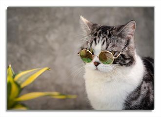 Wallario selbstklebendes Poster - Katze mit Stil, Aufkleber in Premiumqualit&auml;t, Klebefolie Gr&ouml;&szlig;e: 70 x 100 cm (Riesenposter)