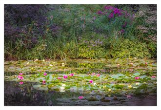 Wallario selbstklebendes Poster - Bl&uuml;hender Seerosenteppich, Aufkleber in Premiumqualit&auml;t, Klebefolie Gr&ouml;&szlig;e: 61 x 91,5 cm (Maxiposter)
