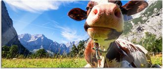 Pixxprint Glasbild Panorama, Wandbild aus Echtglas, Kuh im Karwendelgebirge, 100x40 cm, inkl. Aufh&auml;ngung und Abstandshalter