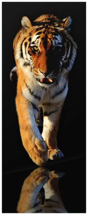 Wallario Glasbild Laufender Tiger - 32 x 80 cm Wandbilder Glas in Premium-Qualität: Brillante Farben, freischwebende Optik