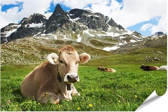 Islandburner XXL Bild Poster Kuh auf Bergwiese vor schneebedecktem Alpenpanorama Premium Bilder Fotodruck