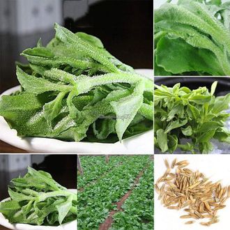 Generic 2: Giardinaggio Domestico Balcone Piante in Vaso Semi Cristallo di Ghiaccio C1My