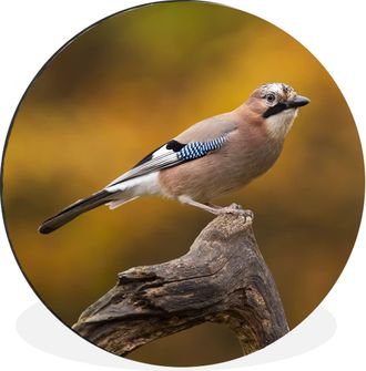 MuchoWow Wandbild Rund Wanddeko Deko Wohnzimmer Bilder 30x30 cm Vogel - Zweig - Eichelhäher