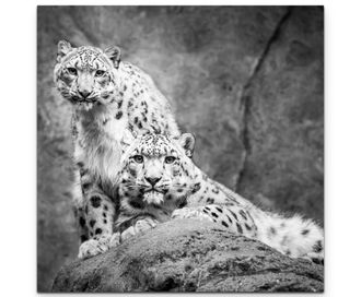 Paul Sinus Art Leinwandbilder | Bilder Leinwand 60x60cm zwei Schneeleoparden schwarzwei&szlig;