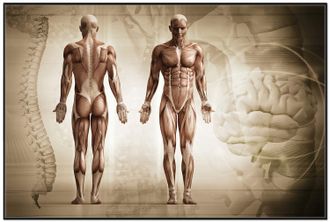 Wallario Wandbild - Anatomie Mensch II in Premiumqualit&auml;t, Poster mit schwarzem Rahmen, Gr&ouml;&szlig;e: 61 x 91,5 cm