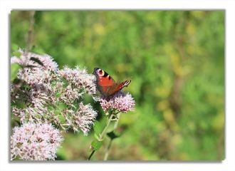 Wallario selbstklebendes Poster - Schmetterling auf Bl&uuml;te, Aufkleber in Premiumqualit&auml;t, Klebefolie Gr&ouml;&szlig;e: 70 x 100 cm (Riesenposter)
