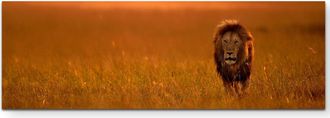 Paul Sinus Art Leinwandbilder | Bilder Leinwand 120x40cm Löwe im Gras