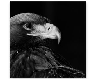 Paul Sinus Art Leinwandbilder | Bilder Leinwand 90x90cm Portrait eines Adlers - schwarz, weiß