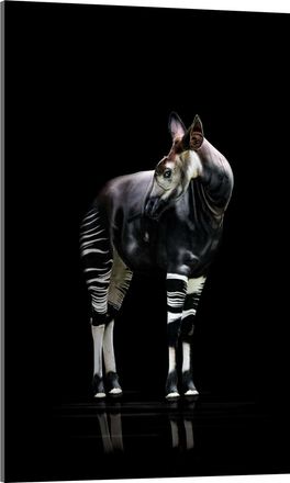 Posterlounge Okapi Acrylglasbild von Werner Dreblow 40 x 60 cm Schwarz Wandbilder Wanddeko