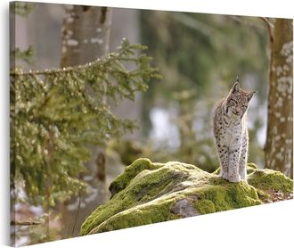 Islandburner Bild auf Leinwand Luchs Auf Moosigem Felsen Im Wald Bilder Wandbilder Poster
