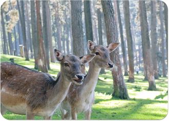 Fabulous Tischset, weich, Unterseite aus Kork, Platzdeckchen, Hirsch im Wald - großes Format 39,5 x 28,5 cm