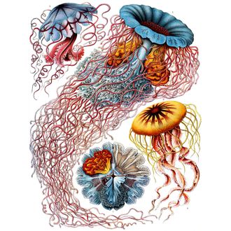 Wee Blue Coo 8th Plate Ernst Haeckel Kunstformen Der Natur Discomedusae Large Art Print Poster Wall Decor 18x24 inch