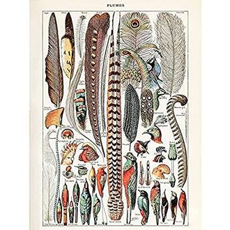 Artery8 Millot Encyclopedia Page Birds Feathers Plumage Unframed Wall Art Print Poster Home Decor Premium des Oiseaux Mur Affiche Accueil D&eacute;co