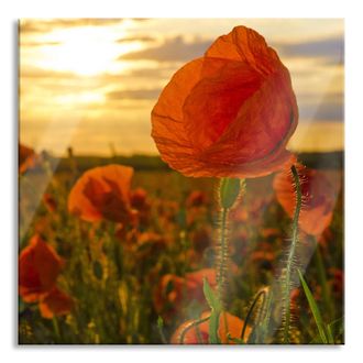Pixxprint Glasbild, Wandbild auf Echtglas, Mohnfeld, 80x80 cm, inkl. Aufh&auml;ngung und Abstandshalter