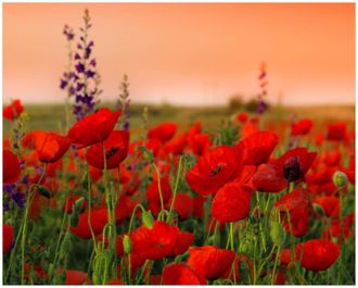 Wallario Poster - Mohnblumen auf dem Feld in Premiumqualität, Größe: 40 x 50 cm
