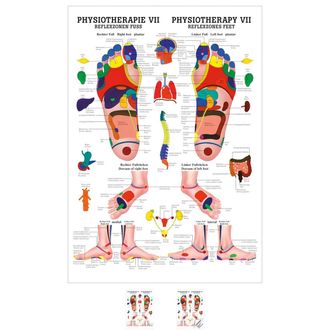 Sport-Tec Reflexzonen Fuss Mini-Poster Anatomie 34x24 cm medizinische Lehrmittel