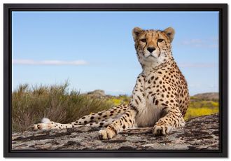 Pixxprint Gepard in Savanne Leinwandbild 60x40 cm im Bilderahmen, Wandbild, Schattenfugenrahmen, Kein Poster