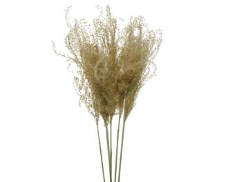 Decoris Trockenblumen Pampasgras 55cm getrocknete Gräser Natur Deko Hochzeitsdeko