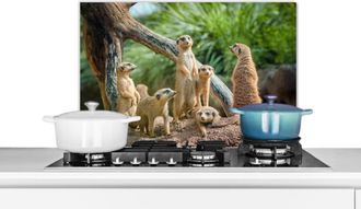 MuchoWow Spritzschutz Küche Küchenrückwand Alu Poster Bilder 70x50 cm Familie - Tiere - Erdmännchen