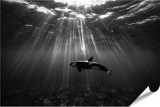 Islandburner XXL Bild Poster Schwarzer Orca im magischen Sonnenlicht für Wohnzimmer Naturliebhaber Büro Premium Bilder Fotodruck