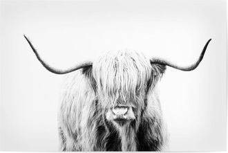 artboxONE Poster 90x60 cm Natur Schwarz-wei&szlig;e Hochlandkuh - Bild monochrom haarige Kuh hochlandkuh