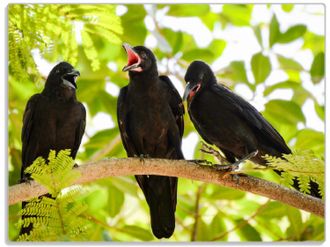 Wallario Glasunterlage/Schneidebrett aus Glas, Kr&auml;hen im Gespr&auml;ch, Gr&ouml;&szlig;e 30 x 40 cm, Kratzfest, aus Sicherheitsglas
