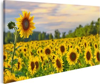 Islandburner Bild auf Leinwand Eine Große Sonnenblume Mit Sonnenblumenfeld Und Schönem Abendhimmel Bilder Wandbilder Poster