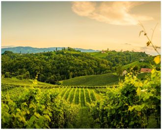 Wallario Poster - Abendlicht &uuml;ber Weinbergen in Premiumqualit&auml;t, Gr&ouml;&szlig;e: 40 x 50 cm
