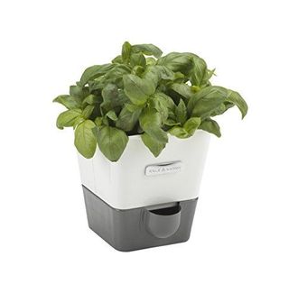Cole & Mason | H105349 | Burwell Pot à Herbes Aromatiques avec Système Dirrigation Auto-Arrosage | Place pour 1 Pot | Blanc/Gris | 13,8 cm x 13,5 cm x 13,2 cm
