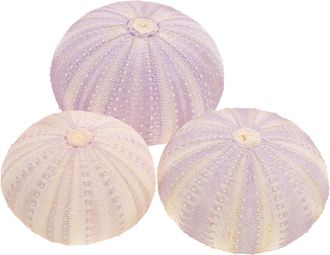 Frcolor 3st&uuml;cke Nat&uuml;rliche Getrocknete Seeigel-Muscheln Kreative Air Planting Kleine Pflanzhalter Einzigartige Mini-pflanzt&ouml;pfe F&uuml;r Schreibtisch Als Dekorativ