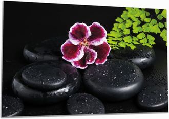 Wallario Herdabdeckplatte/Spritzschutz aus Glas, 1-teilig, 80x52cm, f&uuml;r Ceran- und Induktionsherde, Geranienbl&uuml;te auf schwarzen Steinen, benetzt mit Wassertrop