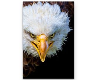 Paul Sinus Art Leinwandbilder | Bilder Leinwand 90x60cm ver&auml;rgerter Adler