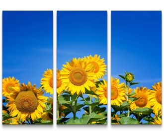 Paul Sinus Art Leinwandbilder | Bilder Leinwand 130x90cm bl&uuml;hende Sonnenblumen