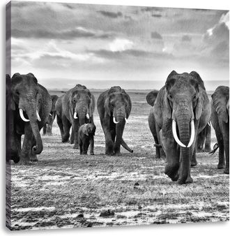 Pixxprint Elefanten Familie in der Savanne, Gr&ouml;&szlig;e: 40x40 cm, Leinwandbild Quadratisch, Wandbild, Kunstdruck, fertig bespannt