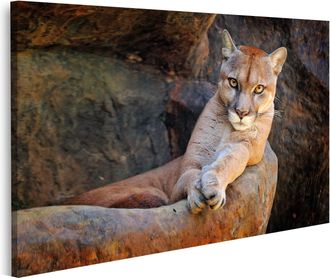 Islandburner Bild auf Leinwand Wilde Großkatze Puma Puma Concolor Versteckt Porträt Bilder Wandbilder Poster INBK-1K