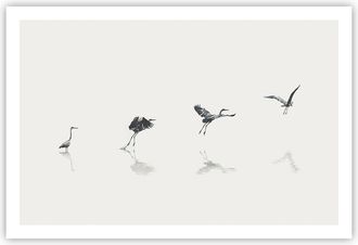 Arttor Poster ohne Rahmen Flug Vogel Reiher Deko 91x61cm Wandposter Art Prints Wandbilder Dekoration Wohnzimmer Schlafzimmer K&uuml;che Wanddeko Bild Wand Kunstdr