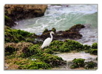 Wallario selbstklebendes Poster - Reiher an der K&uuml;ste, Aufkleber in Premiumqualit&auml;t, Klebefolie Gr&ouml;&szlig;e: 70 x 100 cm (Riesenposter)
