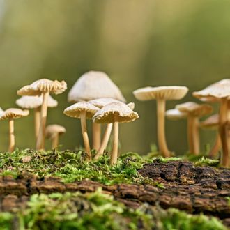 Wallario Glasplatte, Schutzplatte 55 x 55 cm - geeignet für IKEA Lack Tisch, für Beistelltisch/Couchtisch, Pilze auf Baumstamm