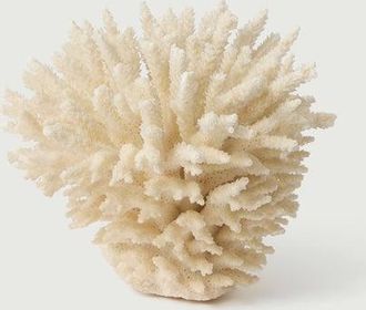 SOEUR BRANCHE DE CORAIL BLANC