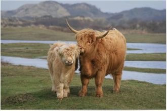 artboxONE Poster 90x60 cm Sehensw&uuml;rdigkeiten Tiere Highland Rinder - Bild Natur Highland Natur