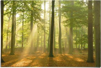Reinders Poster, Sunbeam Forest, Schlafzimmer, Poster, Wanddeko, Room Decor, 150 gr. gl&auml;nzend Bilderdruckpapier, Gr&uuml;n, 61 x 91,5