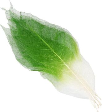 Perfeclan 50pcs Skelettbl&auml;tter Schleierbl&auml;tter Gepresste getrocknete Blatt DIY Karten Machen Scrapbooking Lesezeichen, Gr&uuml;n + Wei&szlig;