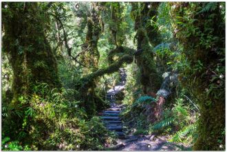 Wallario Outdoor-Poster f&uuml;r Garten oder Balkon Weg durch den Mooswald, Motivbanner Gr&ouml;&szlig;e: ca. 100 x 150 cm, Outdoor-Bild