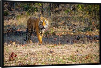 artboxONE Poster mit schwarzem Rahmen 30x20 cm Tiere Indischer Tiger in der Wildnis - Bild Tiger grokatze Indien
