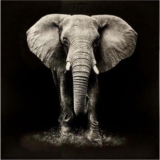 Atmosphera Toile imprimée éléphant 100x100cm - Atmosphera créateur dintérieur